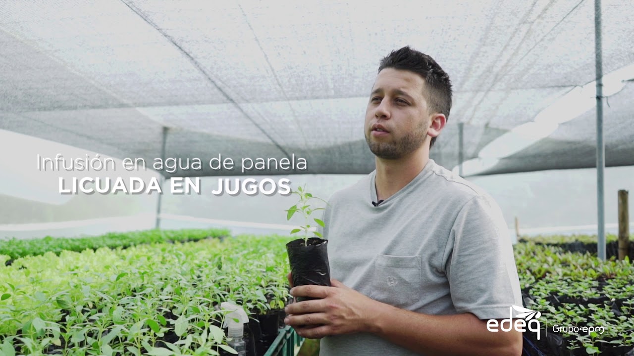 Guía Completa: Cultivo de Albahaca Limón Casero | ECONOMÍA VERDE