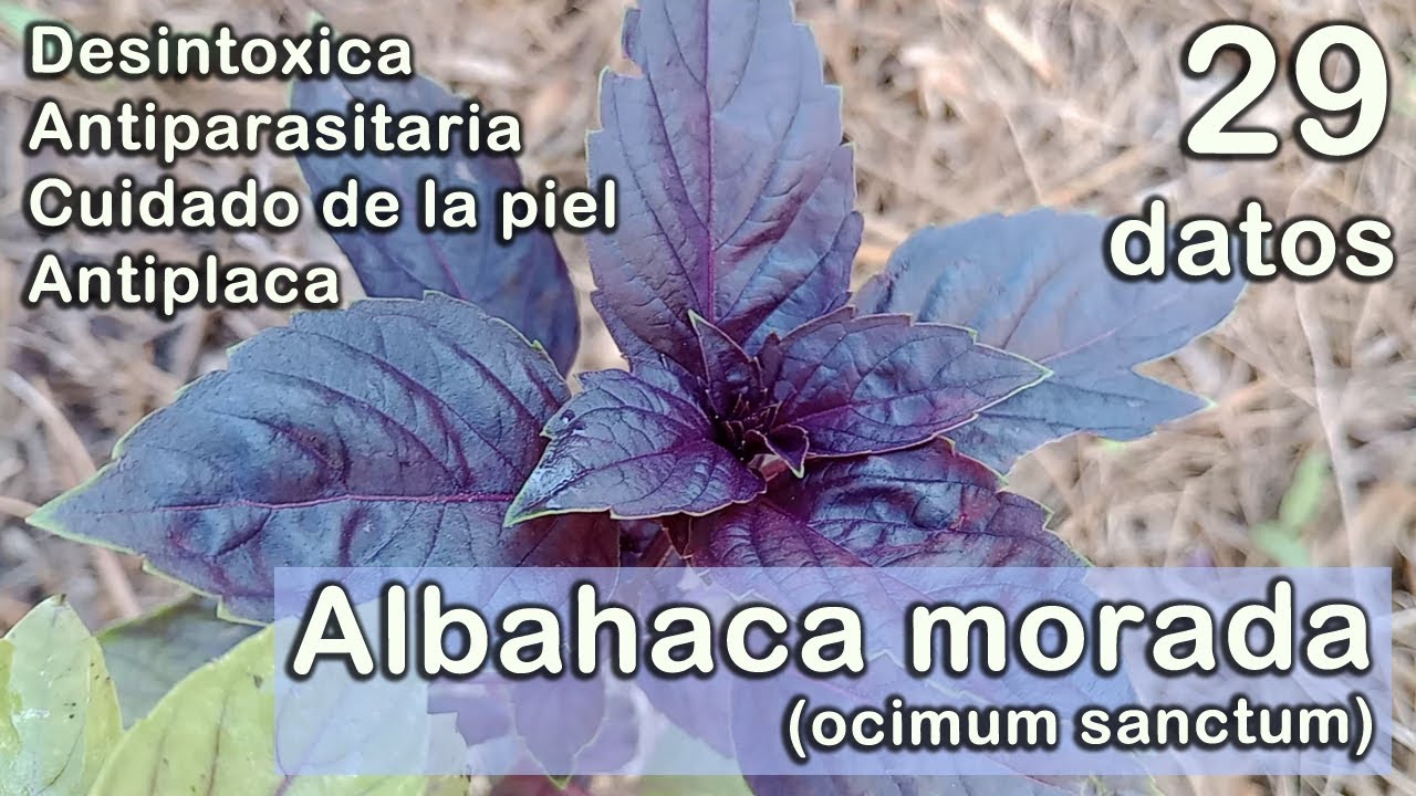 Cultivo y Beneficios de la Albahaca Morada en Casa | ECONOMÍA VERDE