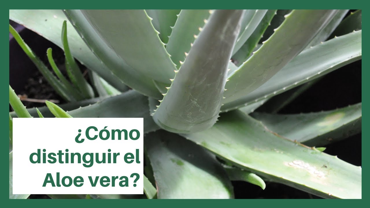 Diferencias Cruciales entre Aloe Vera Macho y Hembra: Guía Completa ...