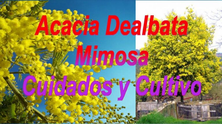 Descubriendo el Árbol Acacia Morada: Cuidados, Características y ...