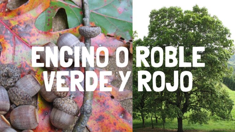 Descubre las Características Únicas del Árbol Siempre Verde | ECONOMÍA ...