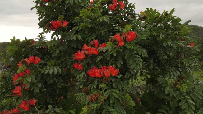 Guía Definitiva: Árboles con Flores Rojas Impactantes | ECONOMÍA VERDE