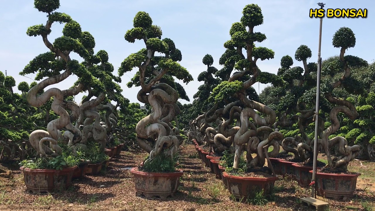 Guía Completa para Cuidar y Mantener un Bonsai Grande | ECONOMÍA VERDE