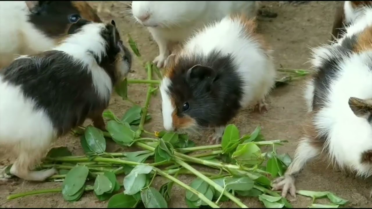 Descubre los Beneficios y Usos del Cacahuatillo Exótico | ECONOMÍA VERDE