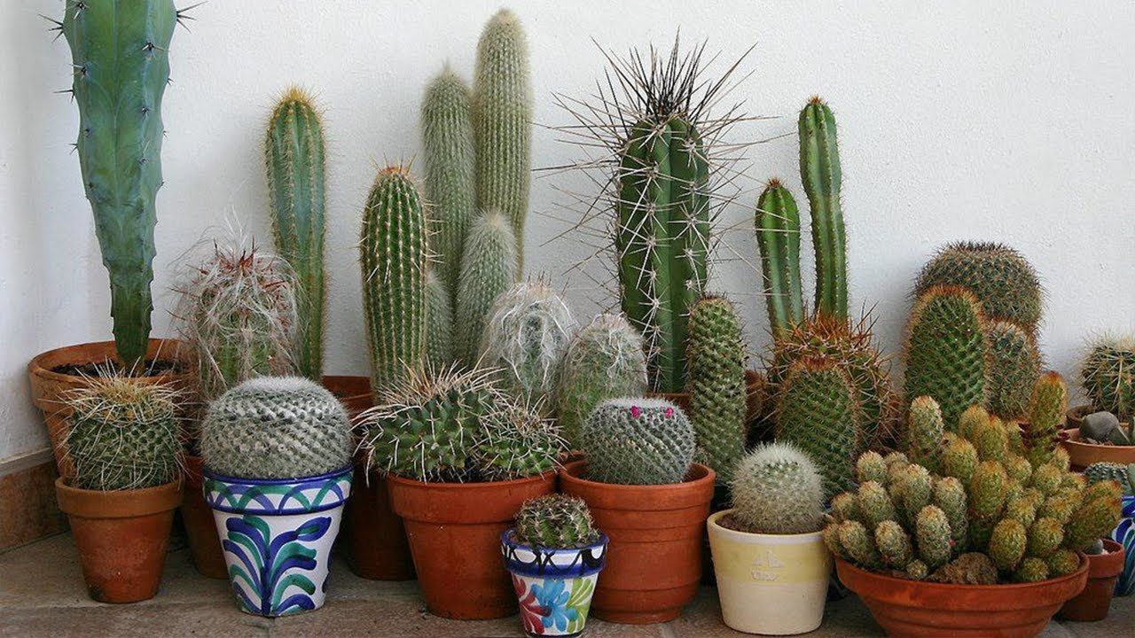 Cómo cuidar tu cactus de sombra eficientemente | ECONOMÍA VERDE