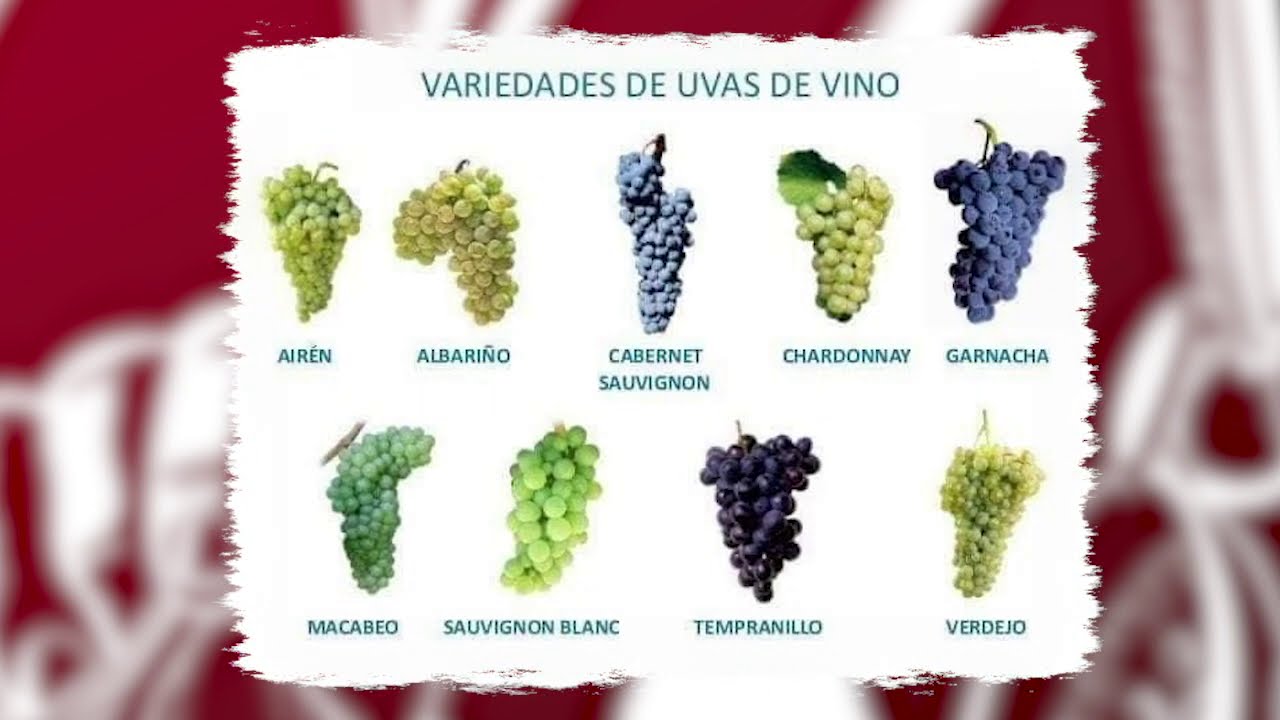 Guía Definitiva de los Diversos Colores de Uvas | ECONOMÍA VERDE