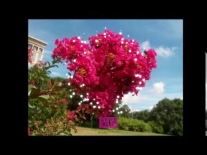 Guía Completa para Cultivar y Cuidar Crespon Rosado Exitosamente ...