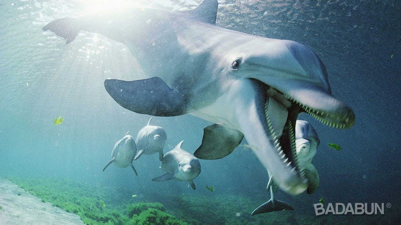 Descubra los Datos Perturbadores Sobre los Delfines Explicados ...