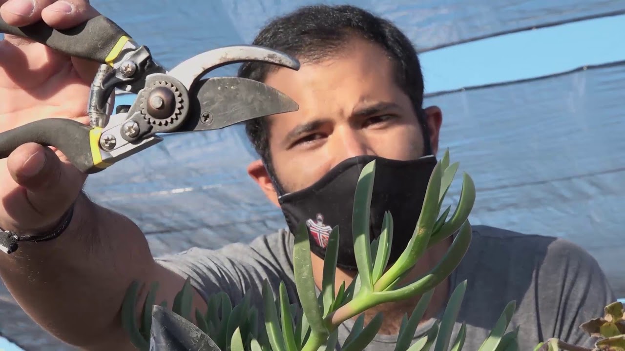 Cultivo y Cuidado del Dedo Moro Planta | ECONOMÍA VERDE