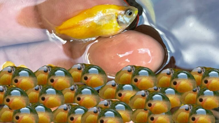 Proceso de Desove: Cuando un Pez Suelta los Huevos | ECONOMÍA VERDE