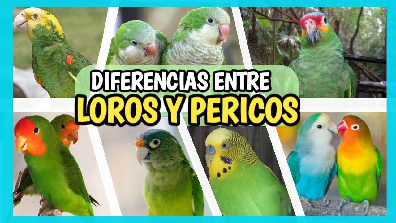 Diferencia Entre Loro y Cotorro: Comparativa Esencial | ECONOMÍA VERDE