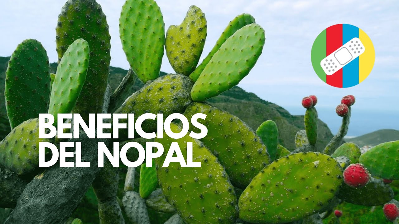 Identificación y Fotos de Enfermedades del Nopal | ECONOMÍA VERDE