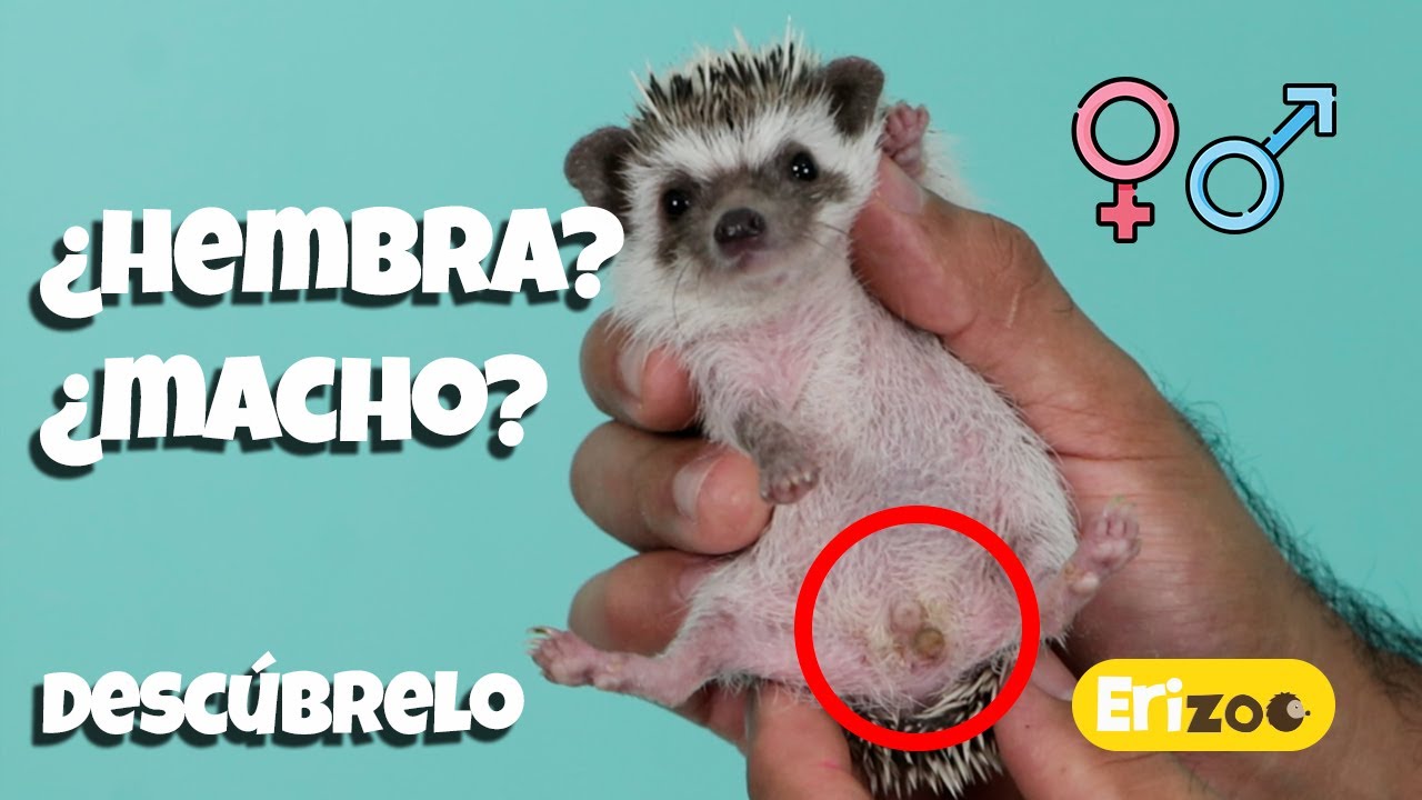 Guía completa sobre cuidados del erizo hembra | ECONOMÍA VERDE