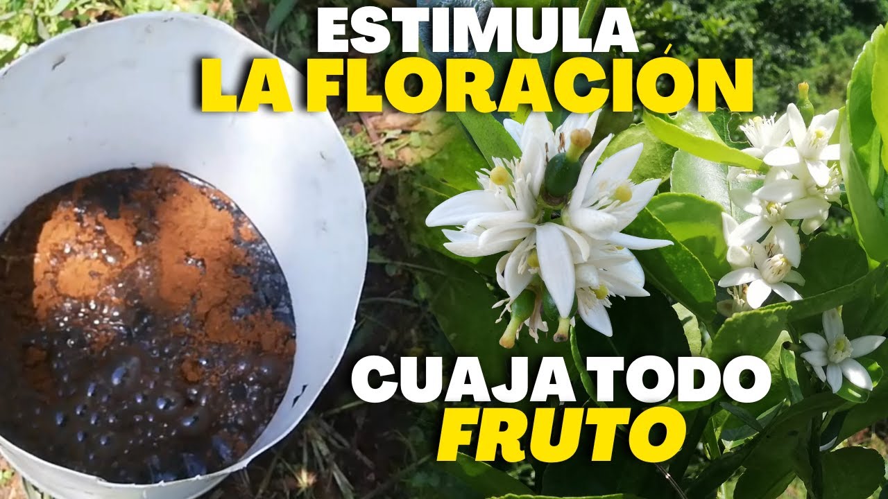 Fertilizante Foliar para Floración: Guía Esencial | ECONOMÍA VERDE