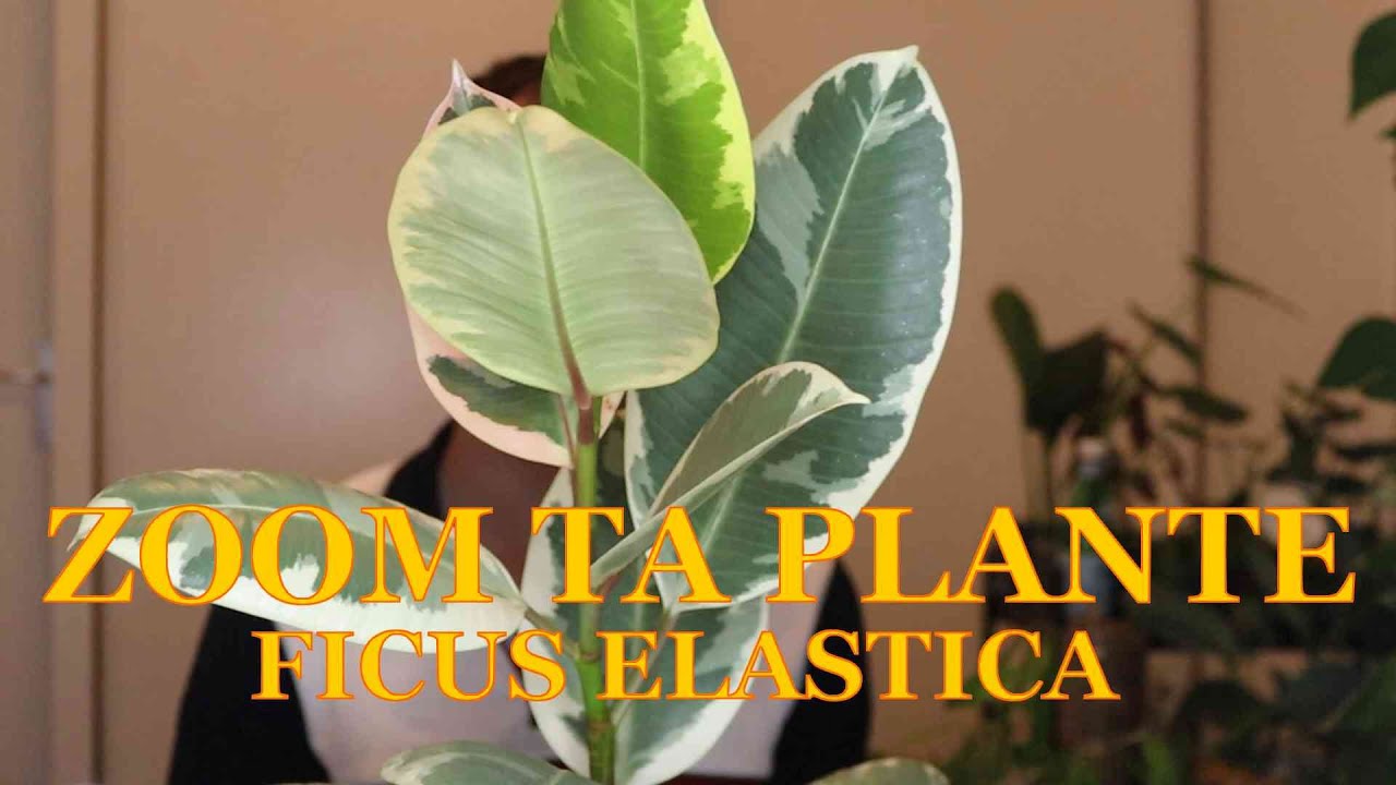 Guía Completa sobre Ficus Elastica Variegata Cuidados | ECONOMÍA VERDE