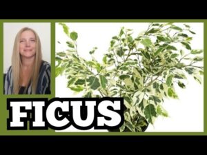 Guía Definitiva para el Cuidado del Ficus Variegado | ECONOMÍA VERDE