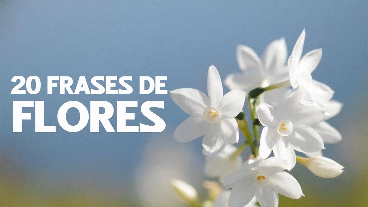 Descubre Inspiradoras Frases de Florecer para Motivarte | ECONOMÍA VERDE