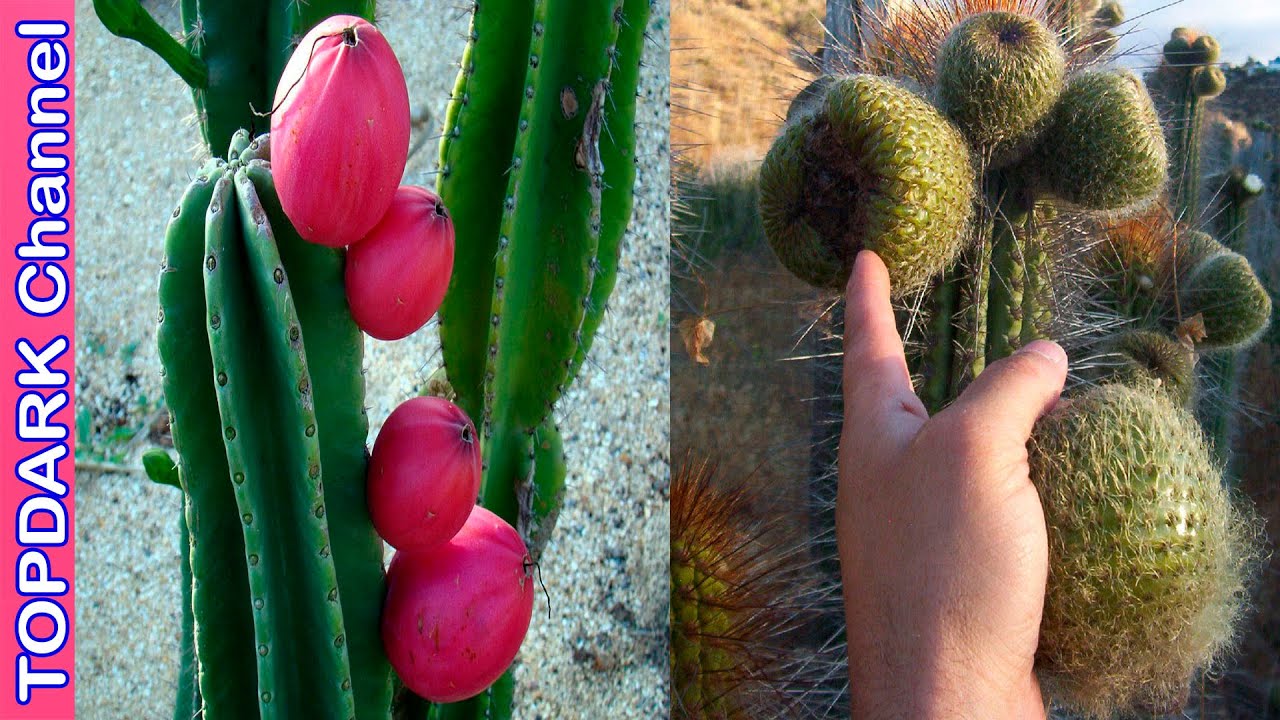 Beneficios y Recetas de Fruto de Cactus Comestible | ECONOMÍA VERDE