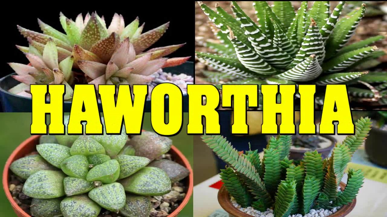 Explorando la diversidad: Conoce los diferentes tipos de Haworthia ...