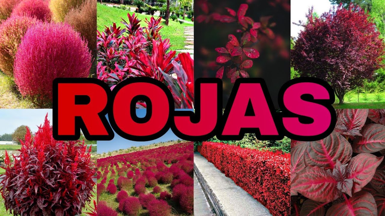 Descubre las Ventajas de Usar una Hoja Color Rojo | ECONOMÍA VERDE