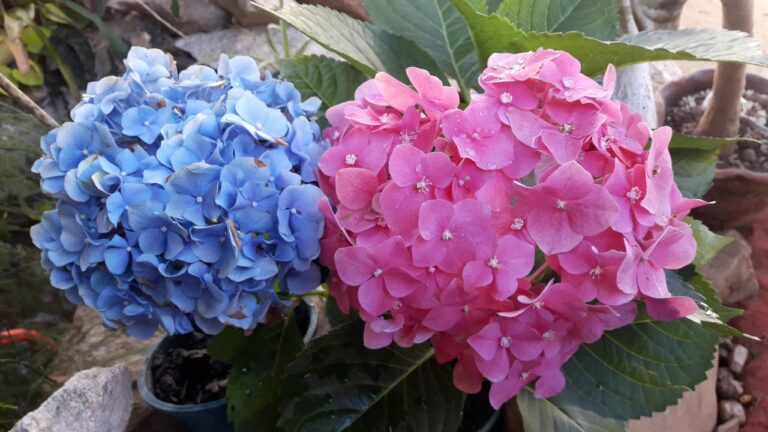 Secretos de Cultivo y Cuidados para la Hortência Azul | ECONOMÍA VERDE