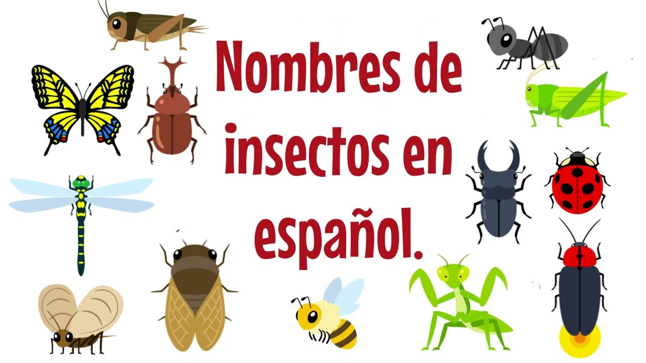 Increíbles Insectos con I: Identificación e Información Íntegra e ...