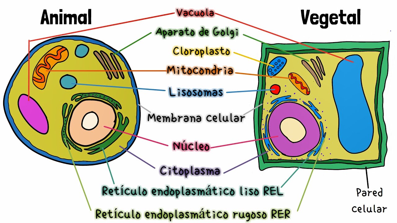 Diferencias y Similitudes de la Lámina de la Célula Animal y Vegetal ...