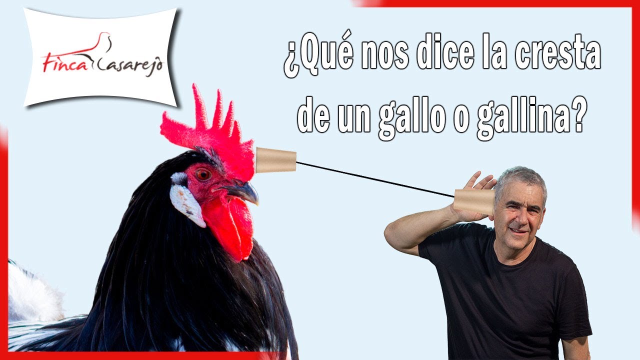 Descubriendo la Verdad: ¿Las Gallinas Tienen Orejas Realmente ...
