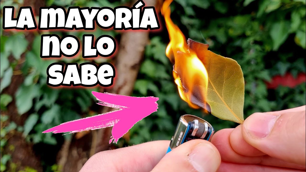 Beneficios y Usos Culinarios del Laurel Seco en Cocina | ECONOMÍA VERDE