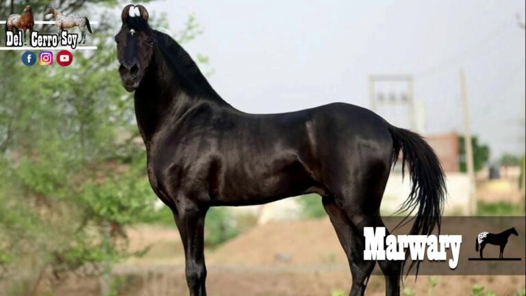 Guía Completa Sobre Las Mejores Marcas De Caballos | ECONOMÍA VERDE