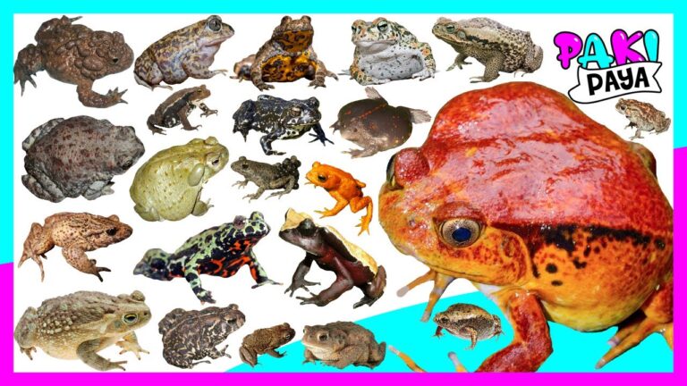 Guía Definitiva: Descubriendo Diversos Nombres de Ranas Exóticas ...