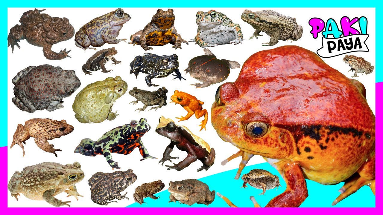 Guía Definitiva: Descubriendo Diversos Nombres de Ranas Exóticas ...