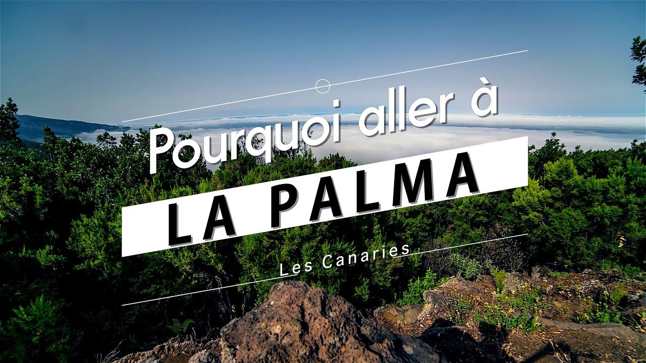 Descubriendo el encanto exótico de Palma Xiat | ECONOMÍA VERDE