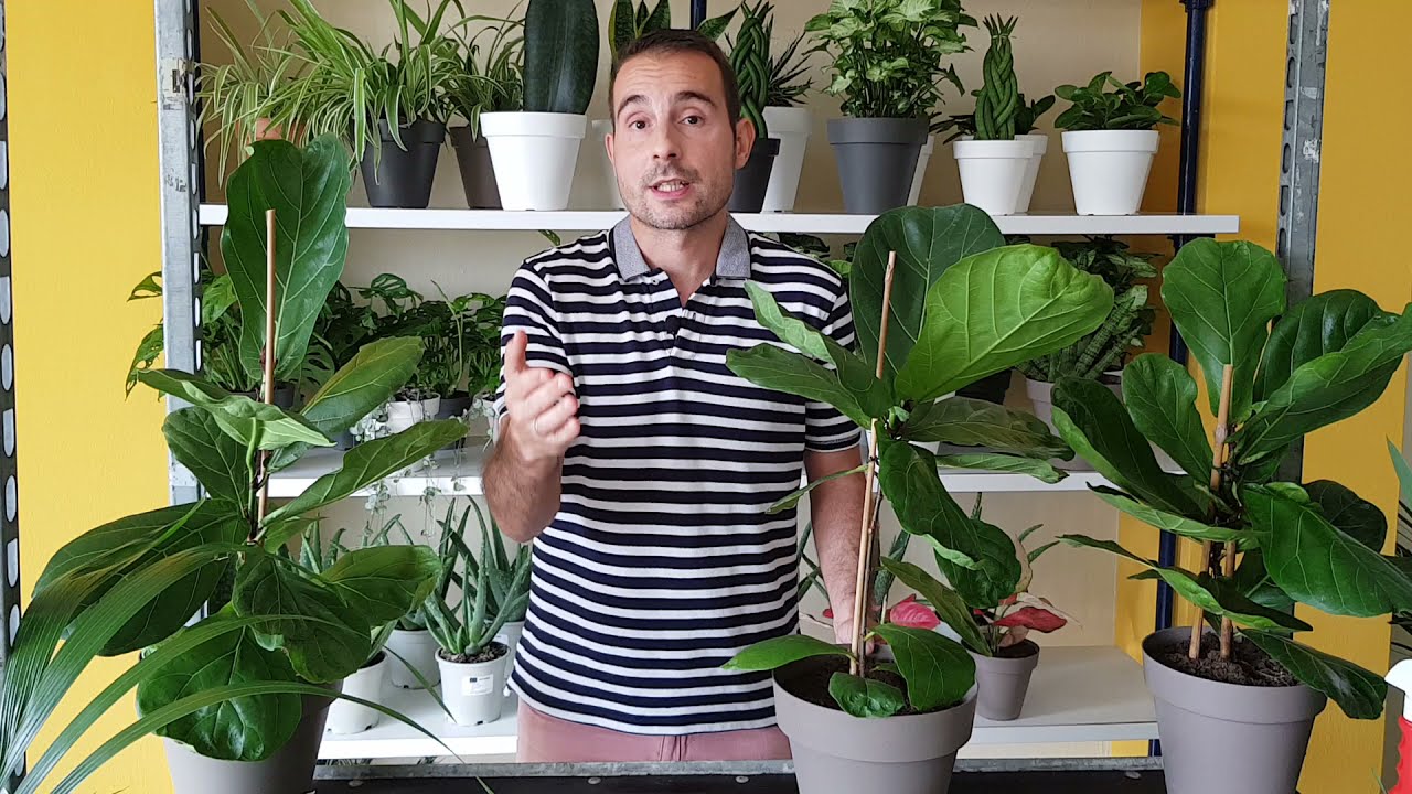 Guía Completa para Cuidar tu Planta Pandurata | ECONOMÍA VERDE