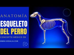 Guía Detallada: Conociendo las Partes de un Perro | ECONOMÍA VERDE