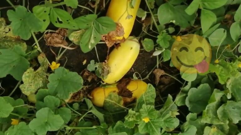 Beneficios y Usos Sorprendentes del Pepino Amarillo Exótico | ECONOMÍA ...