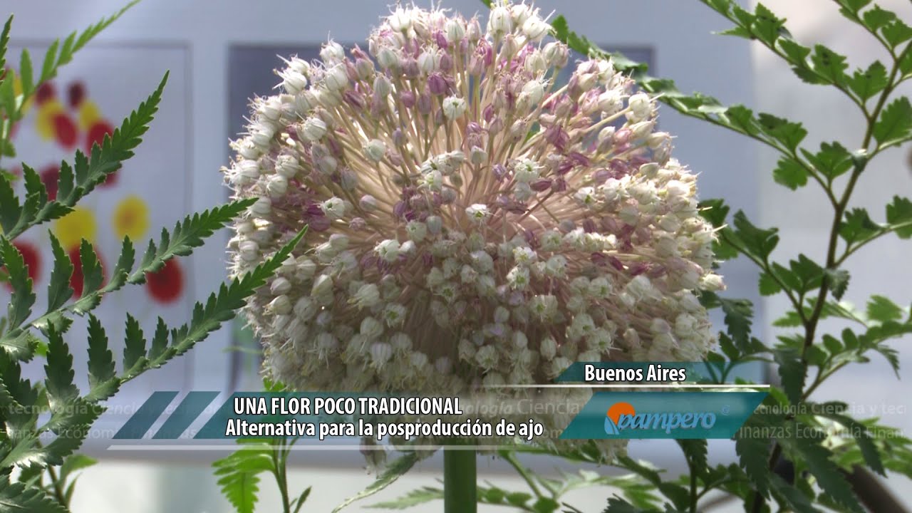Guía definitiva para cultivar planta de ajo flor | ECONOMÍA VERDE
