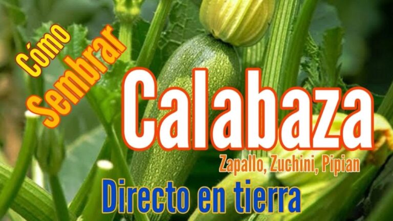 Cultivo Exitoso de la Planta de Calabaza Larga Casera | ECONOMÍA VERDE