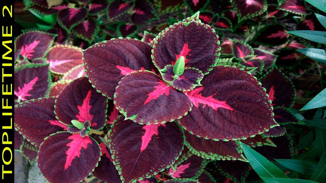 Nuevas especies: 10 variedades de plantas con N reseñadas | ECONOMÍA VERDE