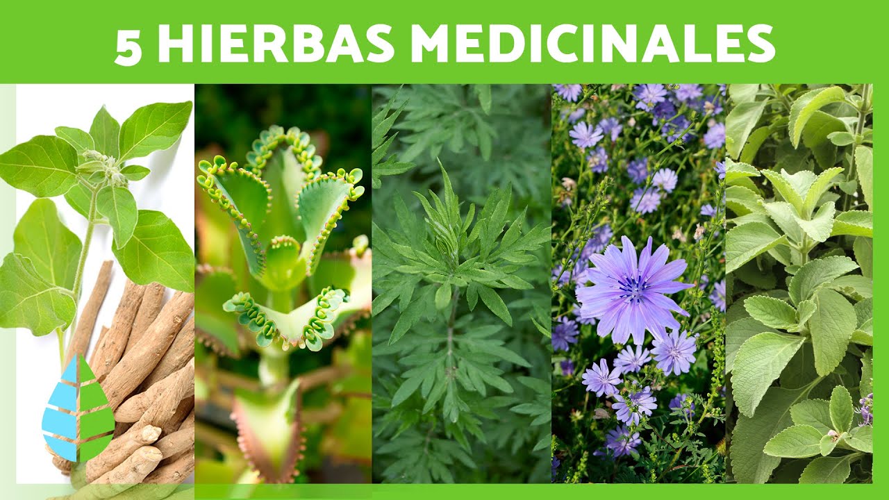 Familia de Plantas Medicinales con la Letra F: Guía Completa | ECONOMÍA ...