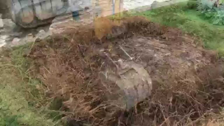 Beneficios y Usos Increíbles de la Raíz de Palmera | ECONOMÍA VERDE