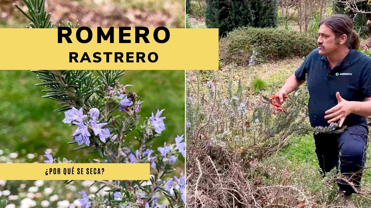 Beneficios y Cuidados del Romero Rastrero | ECONOMÍA VERDE