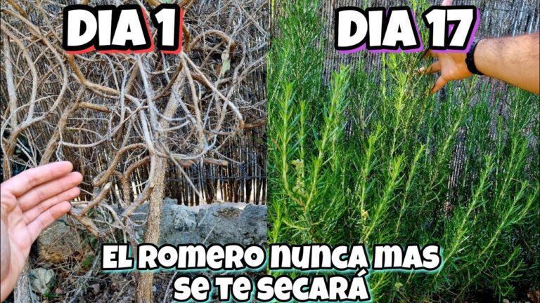 Beneficios y Usos del Romero Seco en la Cocina | ECONOMÍA VERDE