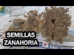Beneficios y Cultivo de la Semilla de Zanahoria Ecológica | ECONOMÍA VERDE