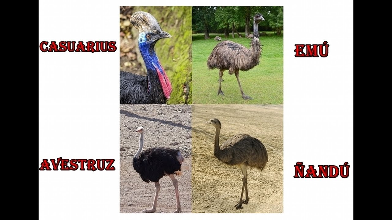 Descubre los Diversos Tipos de Avestruz Existentes | ECONOMÍA VERDE