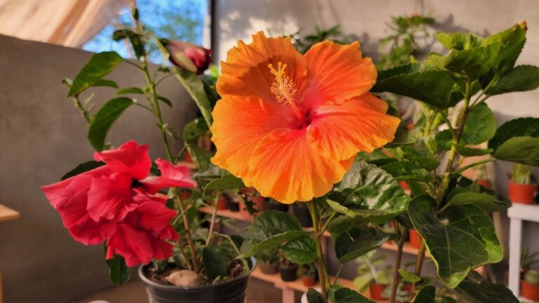 Guía Definitiva para Cultivar el Tulipán Mexicano Doble | ECONOMÍA VERDE